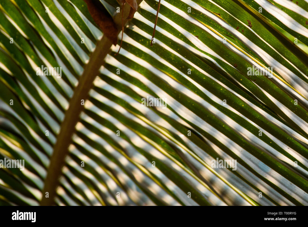 Coconut palm tree leaf sunrays hi-res stock photography and images - Alamy