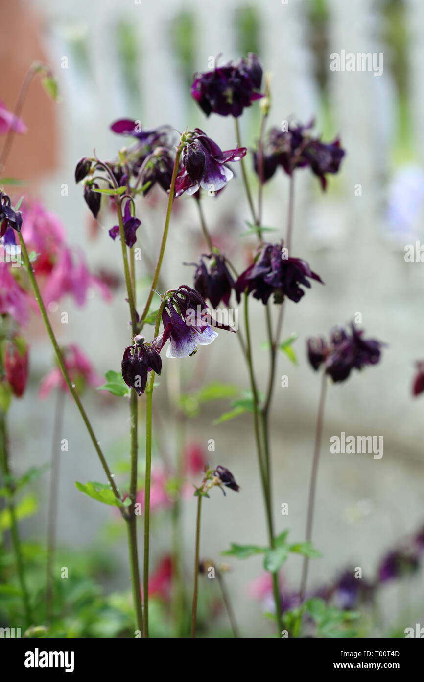 Fresh flowers plant in garden Stock Photo - Alamy