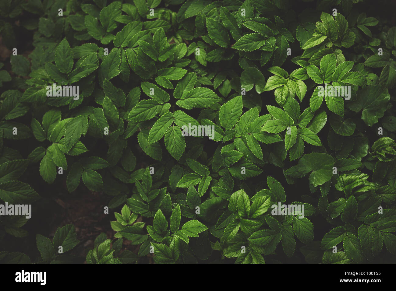 Green bushes background Stock Photo - Alamy