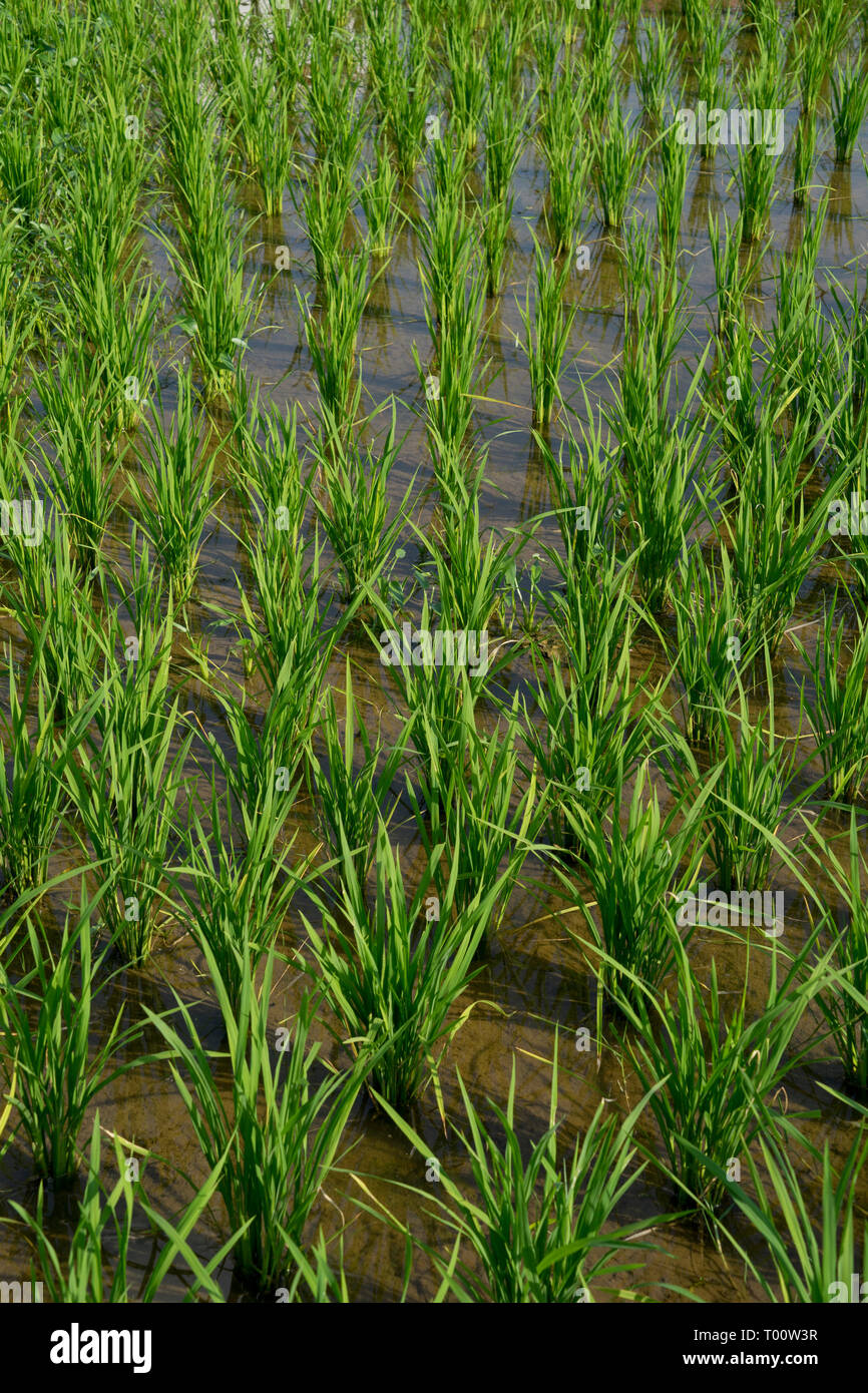 Rice paddy in the island of Langkawi,Malaysia,Asia Stock Photo - Alamy