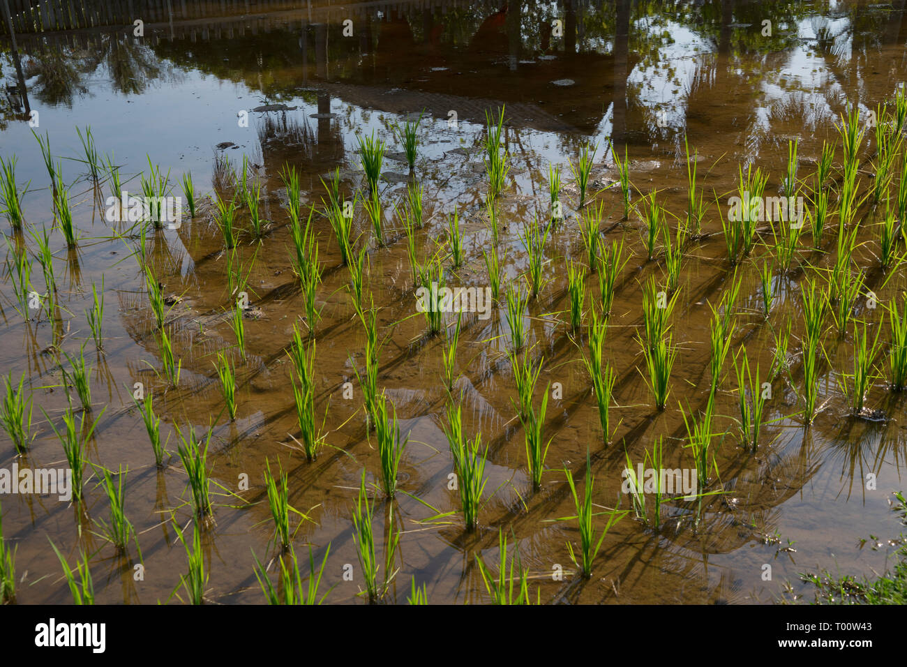 Rice paddy in the island of Langkawi,Malaysia,Asia Stock Photo - Alamy