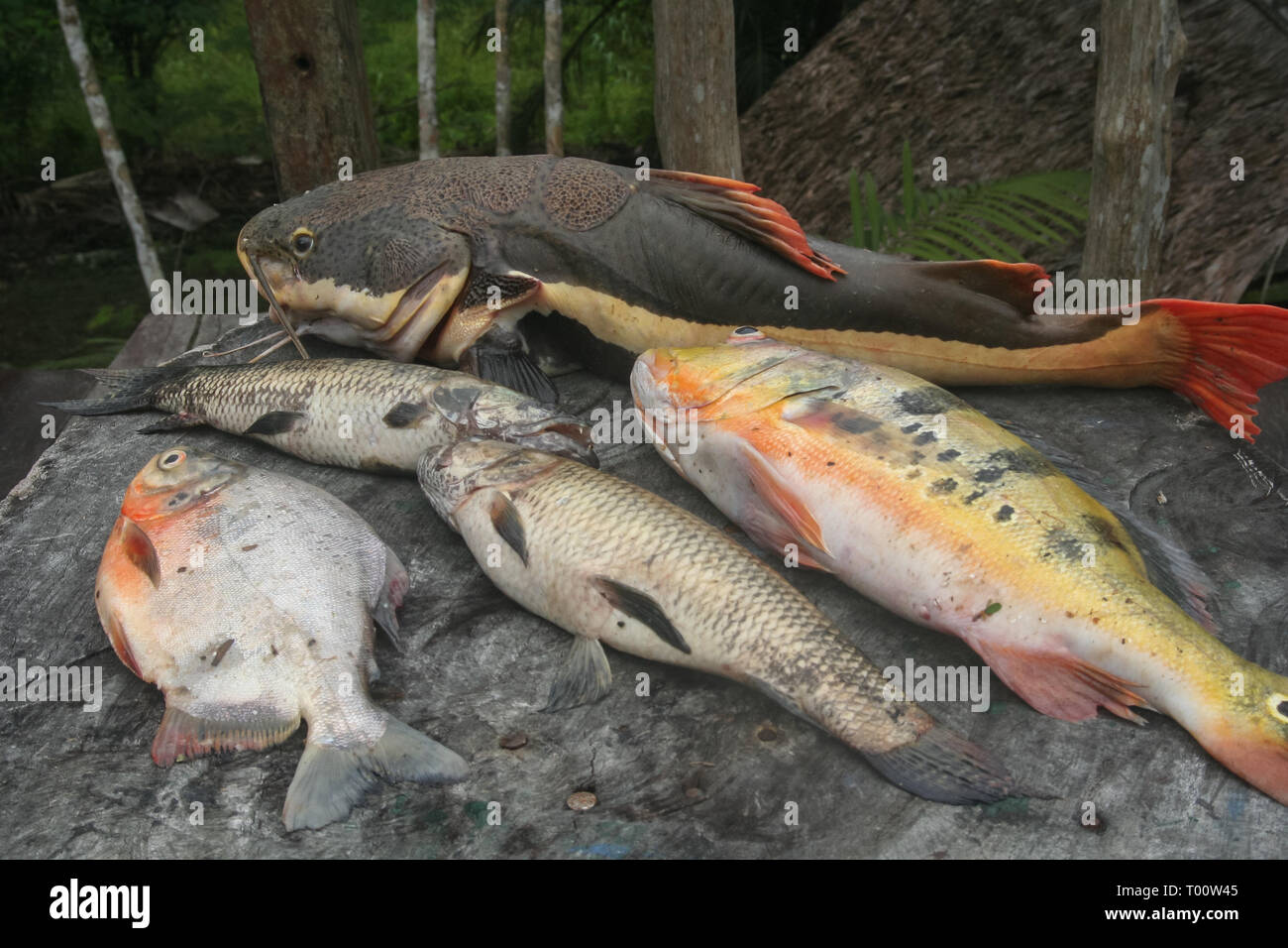 Fishes from Amazon River on the wooden table. Brazil, South America ...