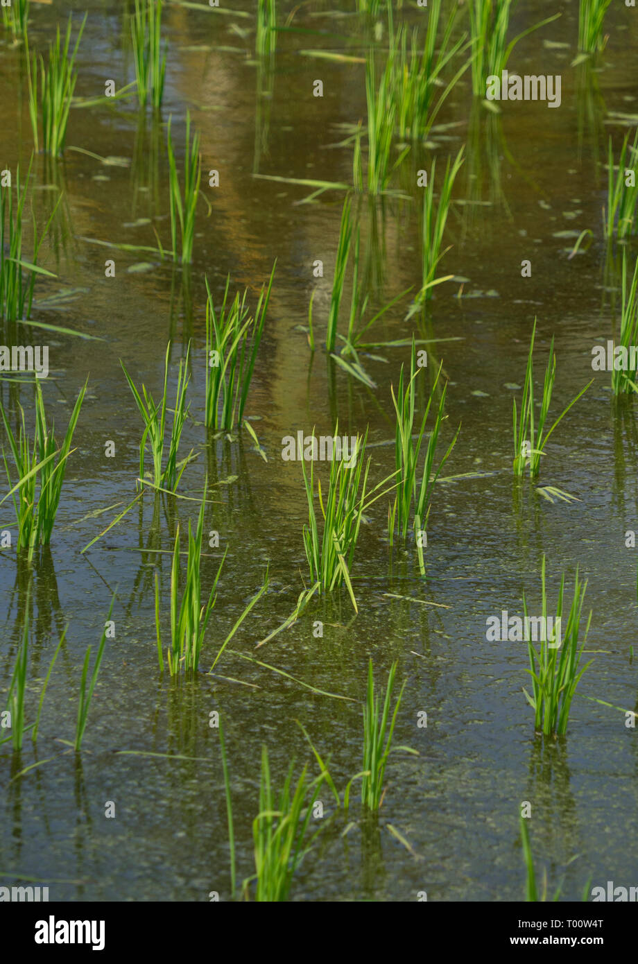Rice paddy in the island of Langkawi,Malaysia,Asia Stock Photo - Alamy