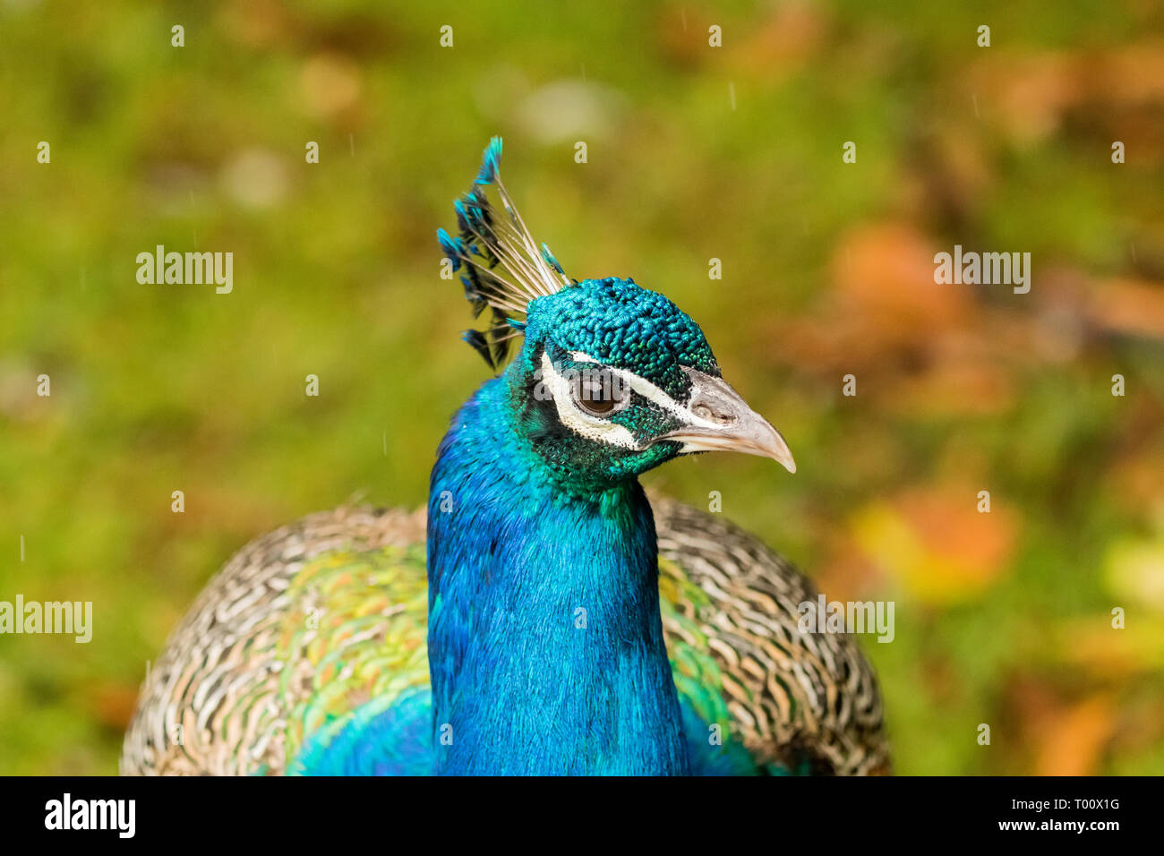 Vibrant iridescent plumage hi-res stock photography and images - Alamy