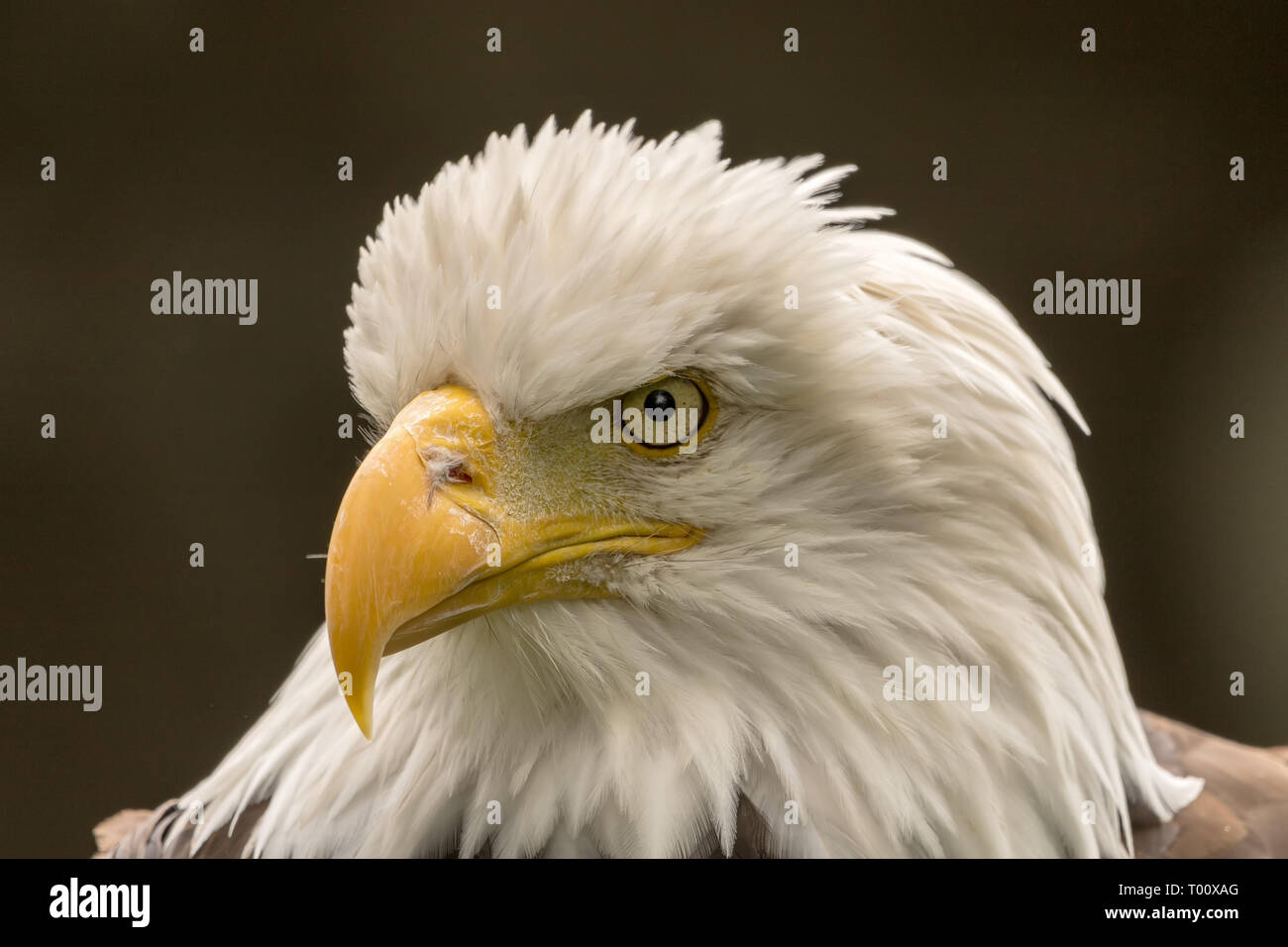 A picture of a very common predator, with a sharp beak Stock Photo - Alamy