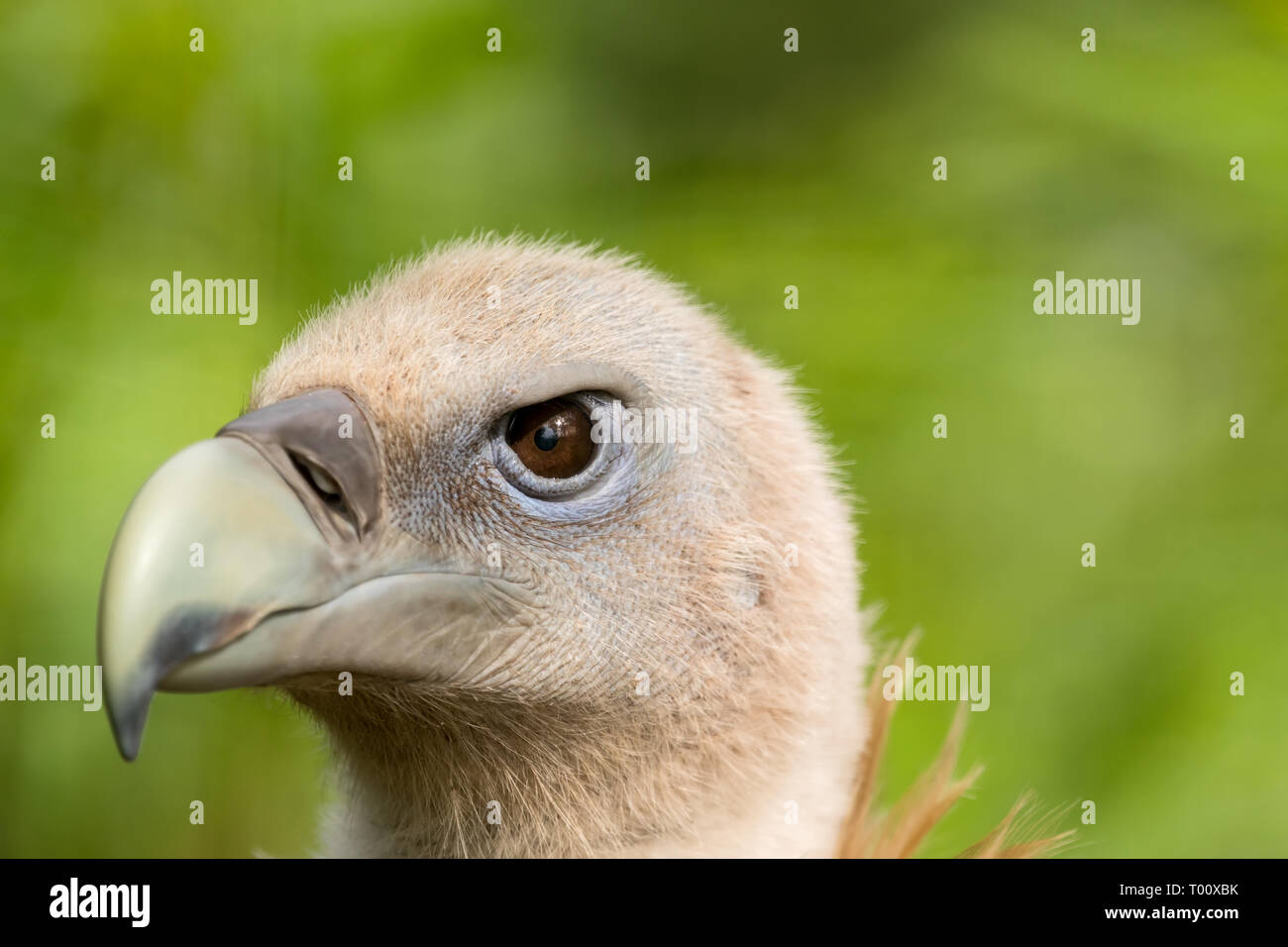 The griffon vulture (Gyps fulvus) is a large Old World vulture in the ...