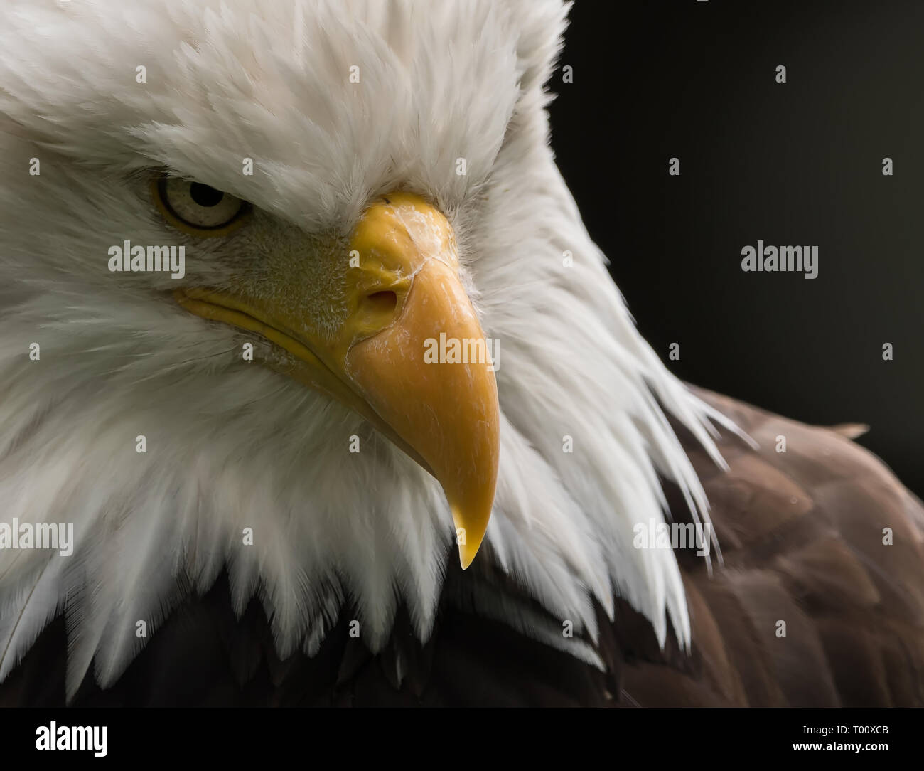 What Made The Bald Eagle The National Bird Of The United States Bald