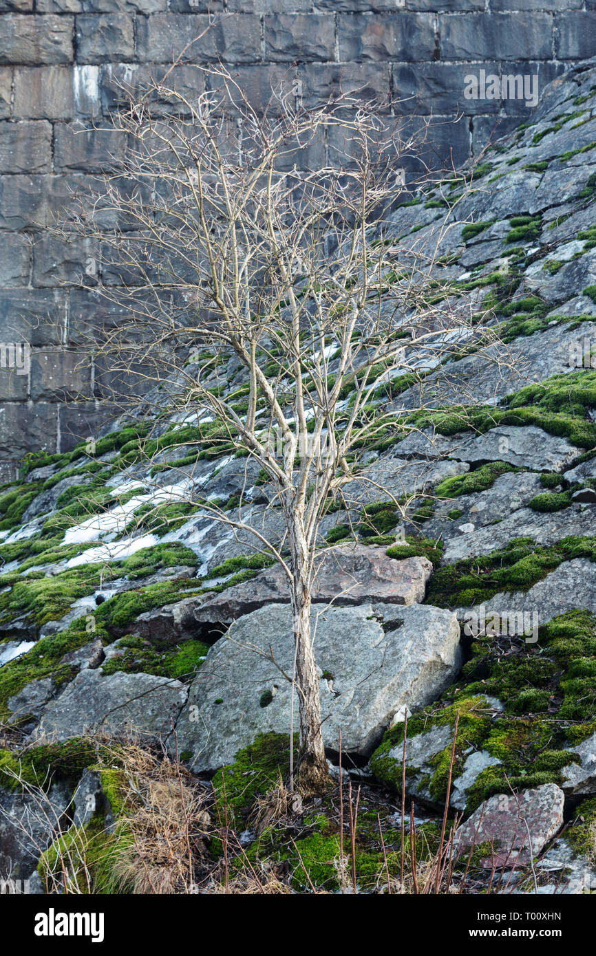dry tree on rocks covered with MOSS Stock Photo - Alamy