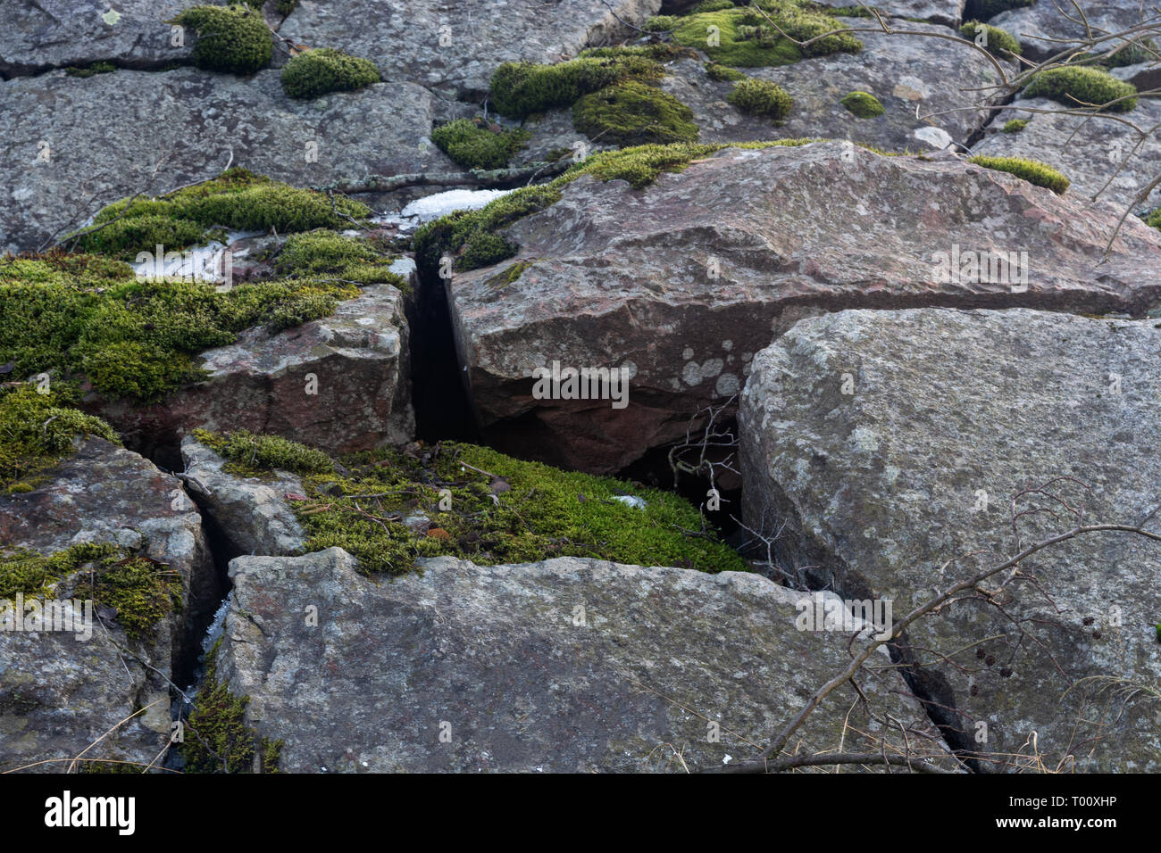 Arctic moss hi-res stock photography and images - Alamy
