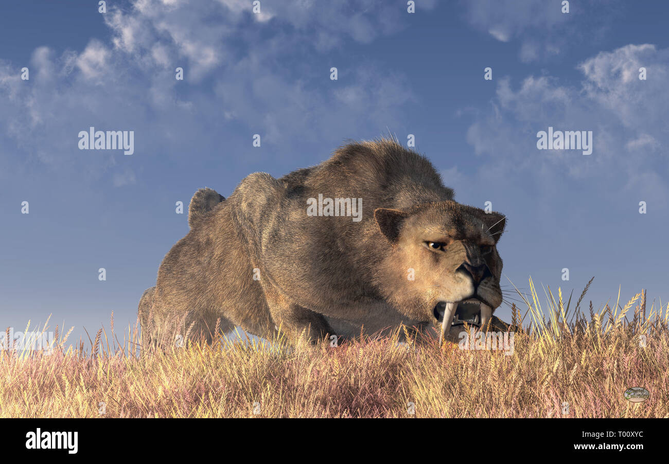 Saber tooth tiger hi-res stock photography and images - Alamy