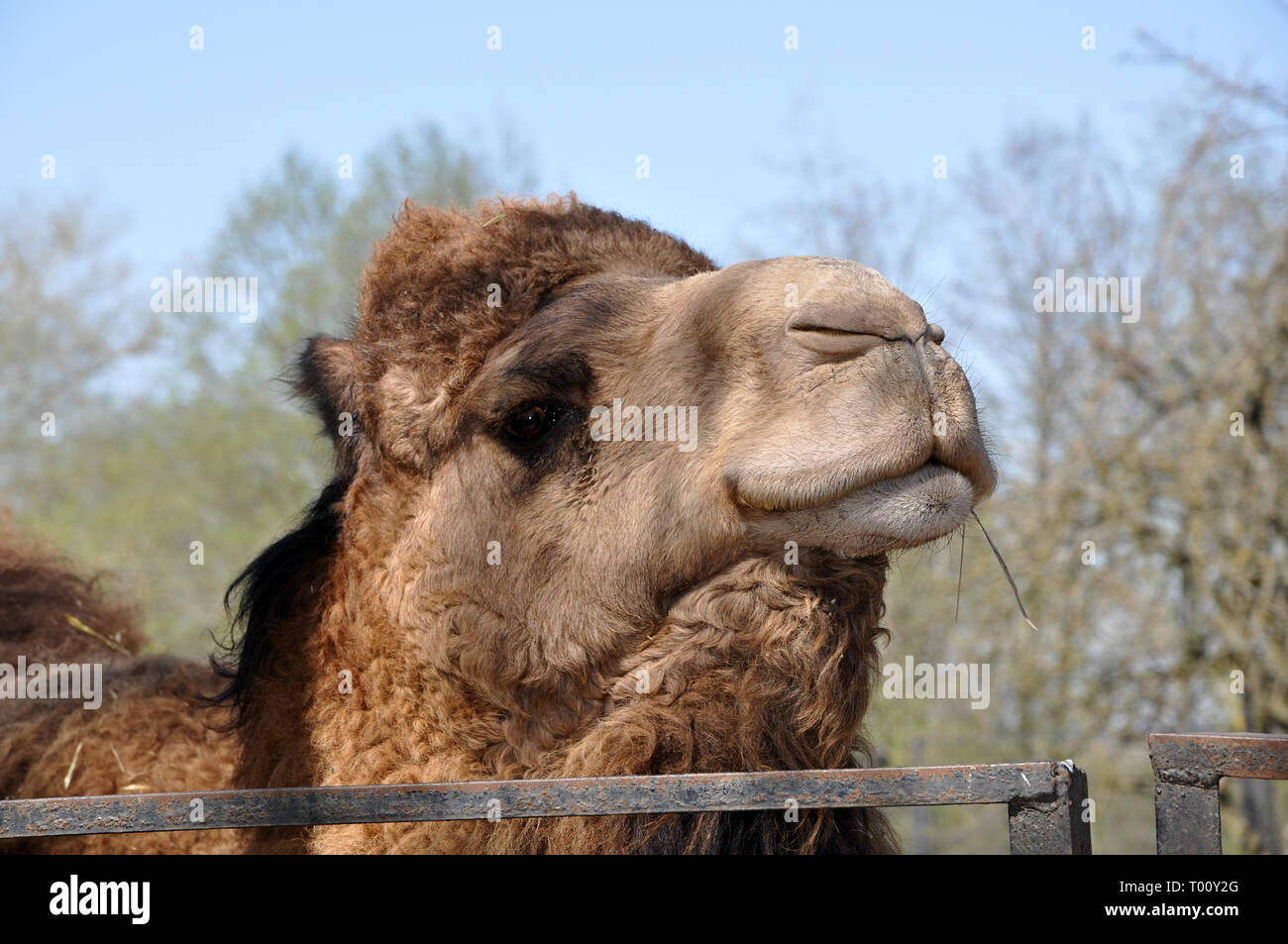 Straw camel hi-res stock photography and images - Alamy