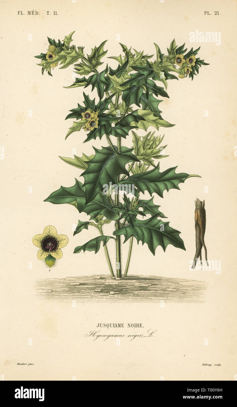 Botanical illustration of henbane hi-res stock photography and images ...