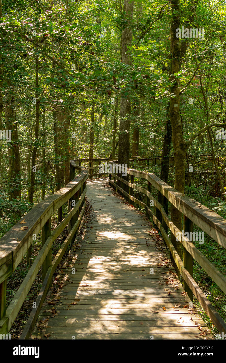 Boardwalk Trail Through Congaree Forest in South Carolina Park Stock ...