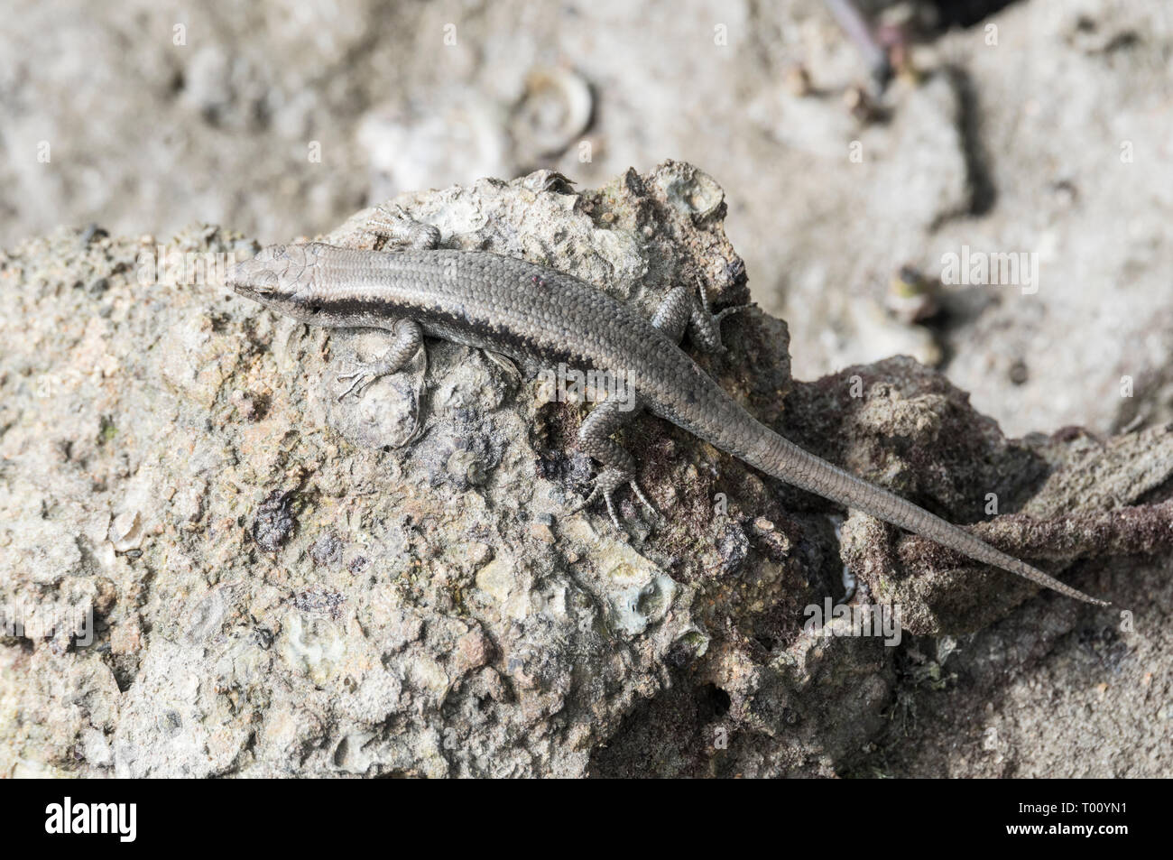 Shink hi-res stock photography and images - Alamy