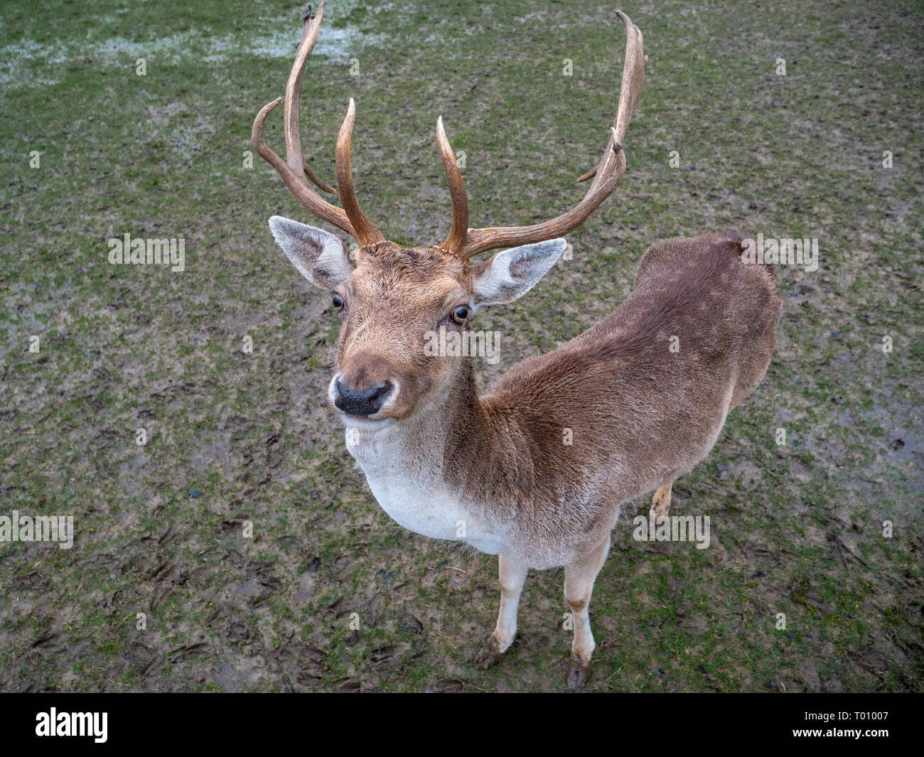 Close-Up of a Cute Young Male Fallow Dear Buck in Winter Stock Photo ...