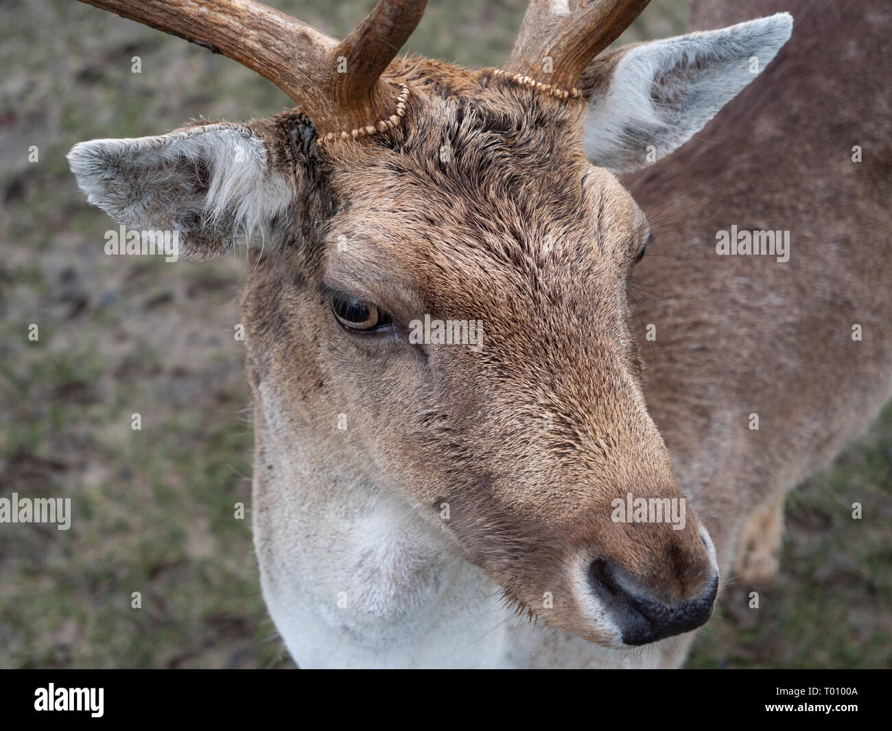 Stag head hi-res stock photography and images - Alamy