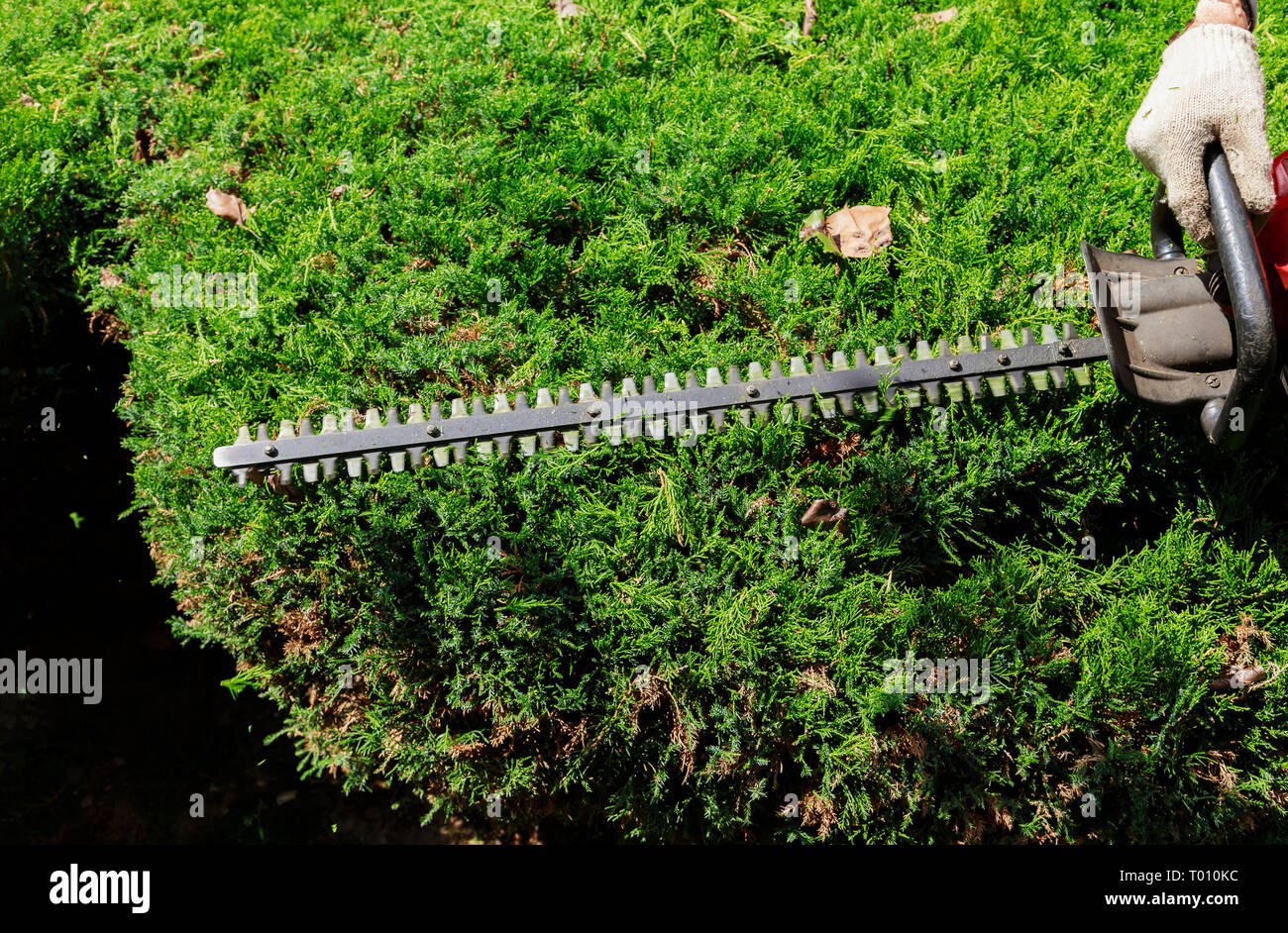 Neat hedge fence hi-res stock photography and images - Alamy
