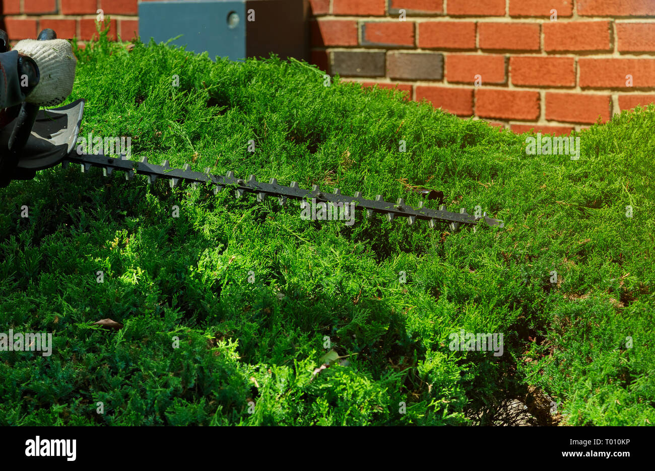 Professional gardener work cuts hi-res stock photography and images - Alamy
