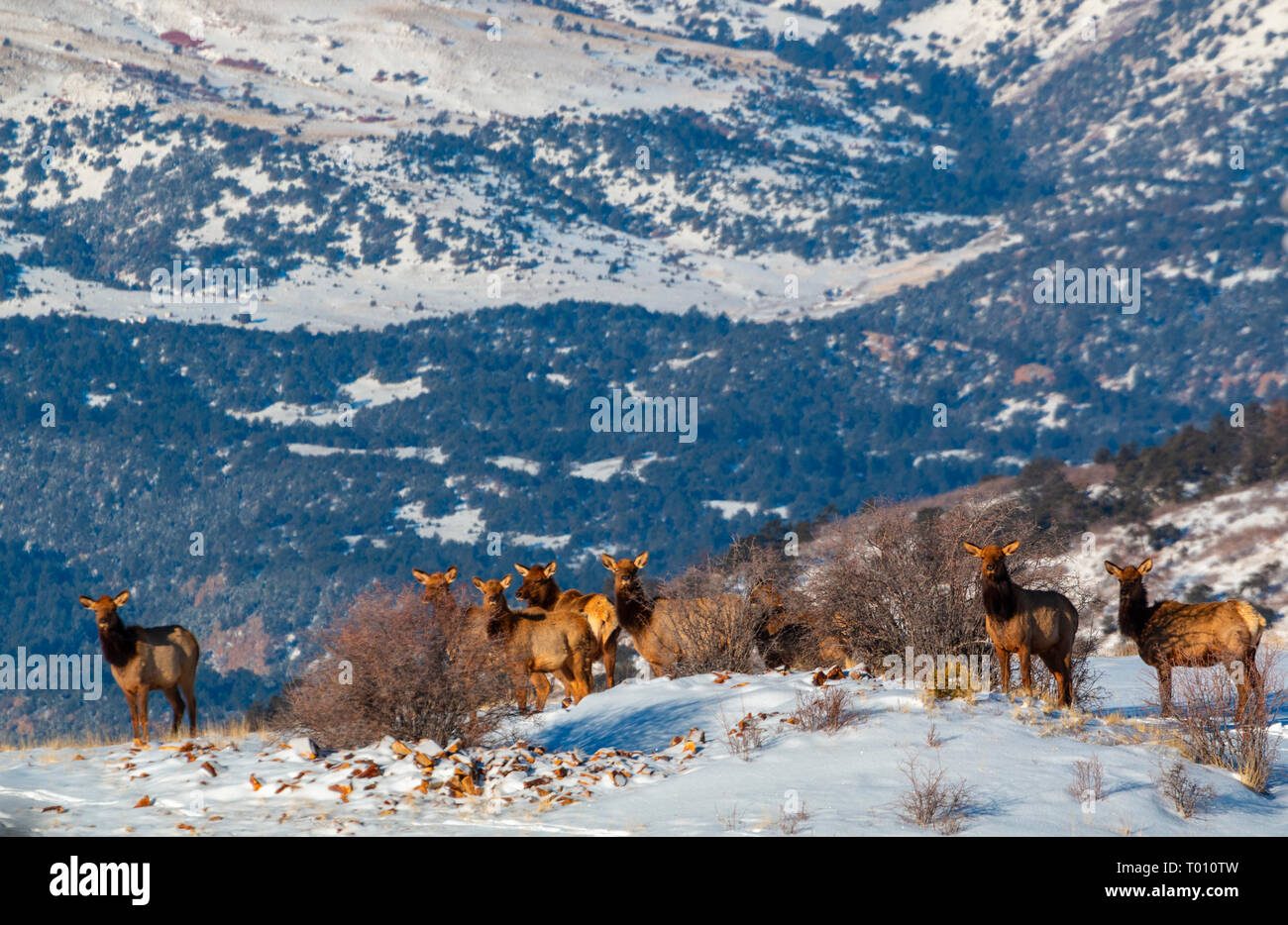 Herd of elk foraging for food in the deep snow after the bomb cyclone ...