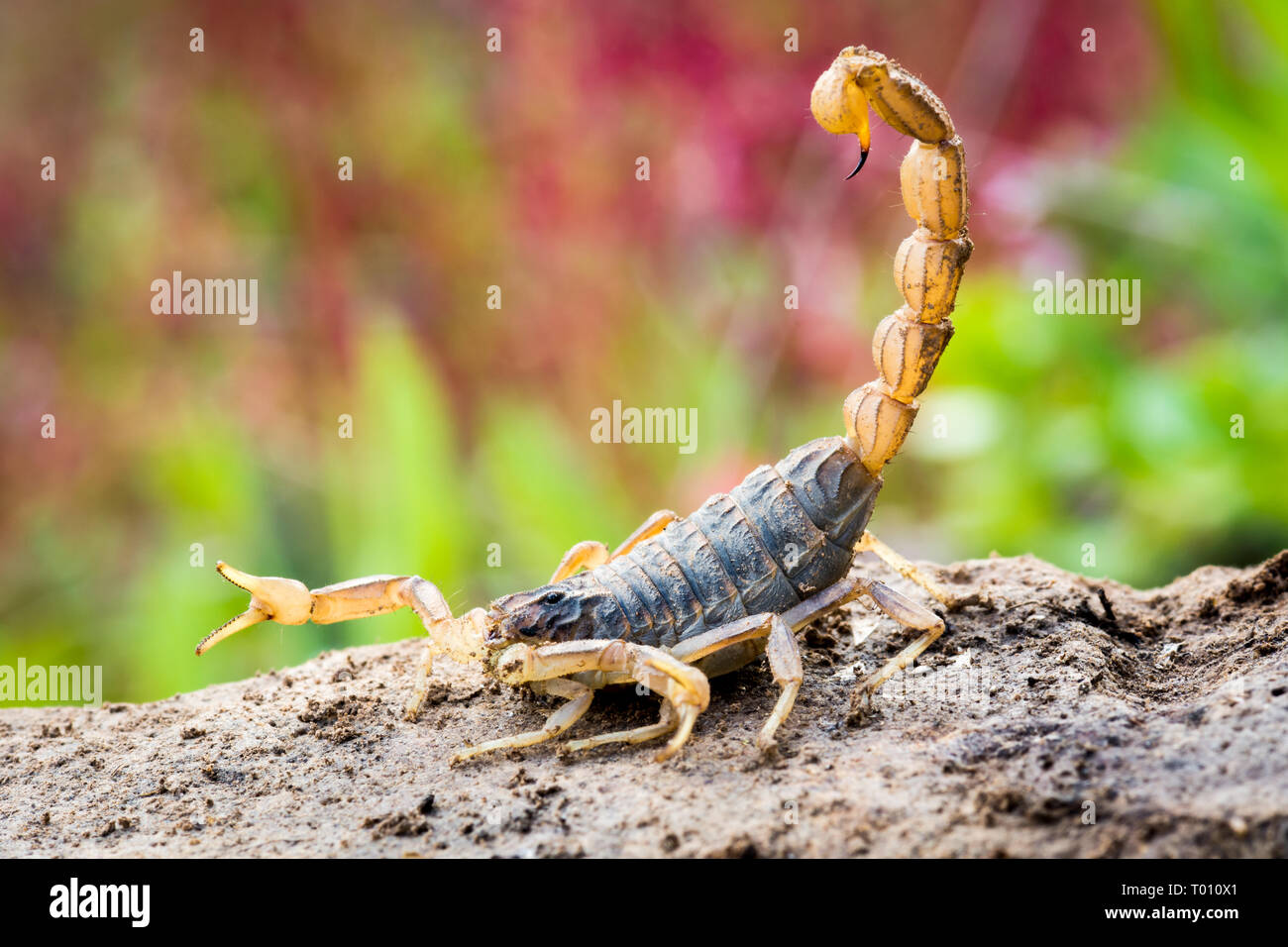 Israel desert scorpion hi-res stock photography and images - Alamy