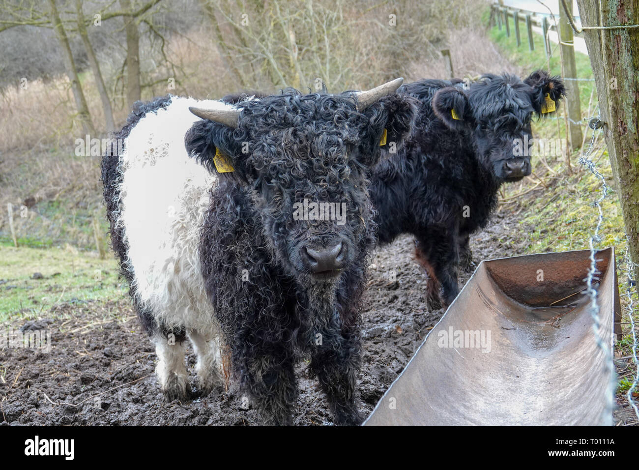 Mini Galloway Cattle