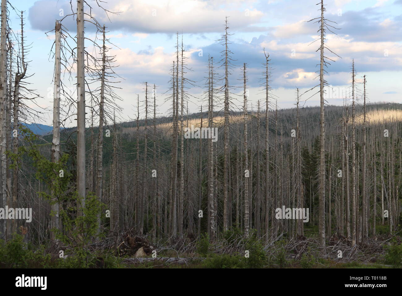 Bavarian Forest National Park Stock Photo - Alamy