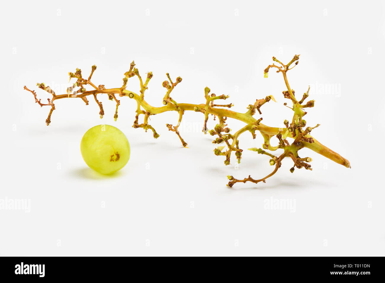 Grape bunch without berries isolated on white background. Grape berry ...