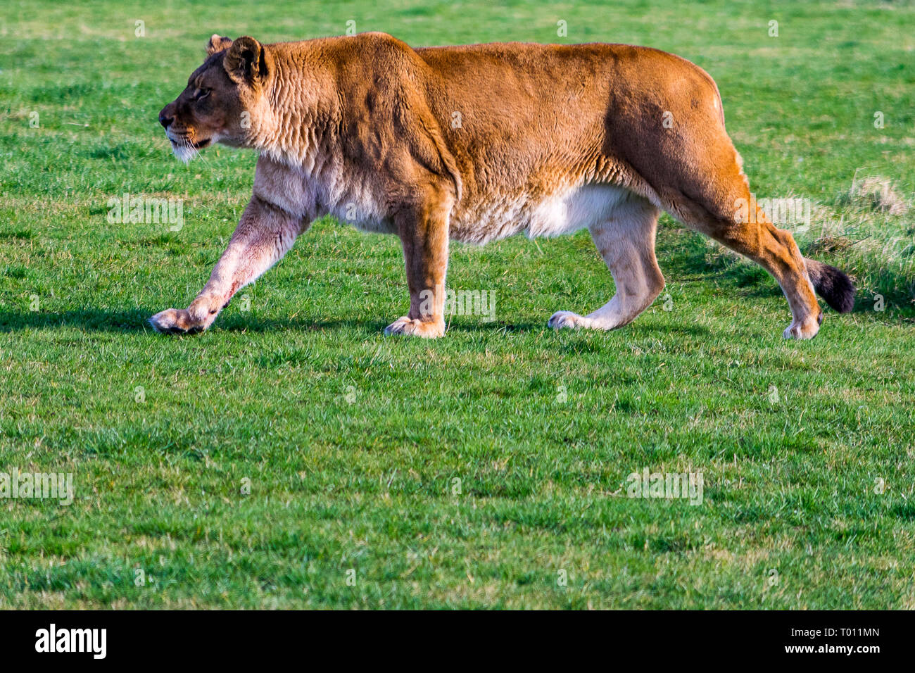 African safari animals cartoon illustration hi-res stock photography ...