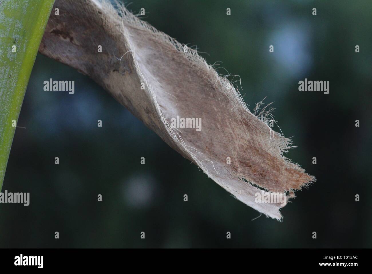 Coconut tree parts hi-res stock photography and images - Alamy