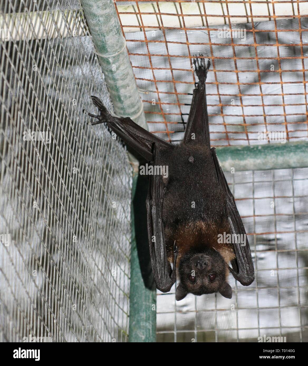 Fruit fly side view hi-res stock photography and images - Alamy