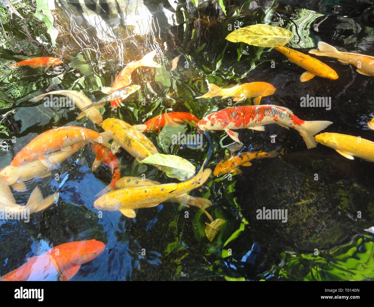 A hodgepodge of colorful koi fish swimming in a pond Stock Photo - Alamy