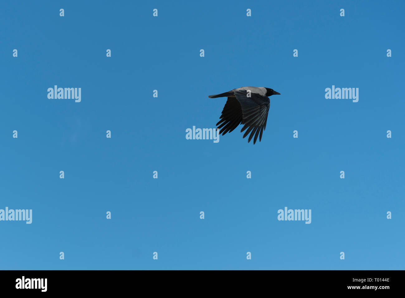 Crow flying against the blue sky Stock Photo - Alamy