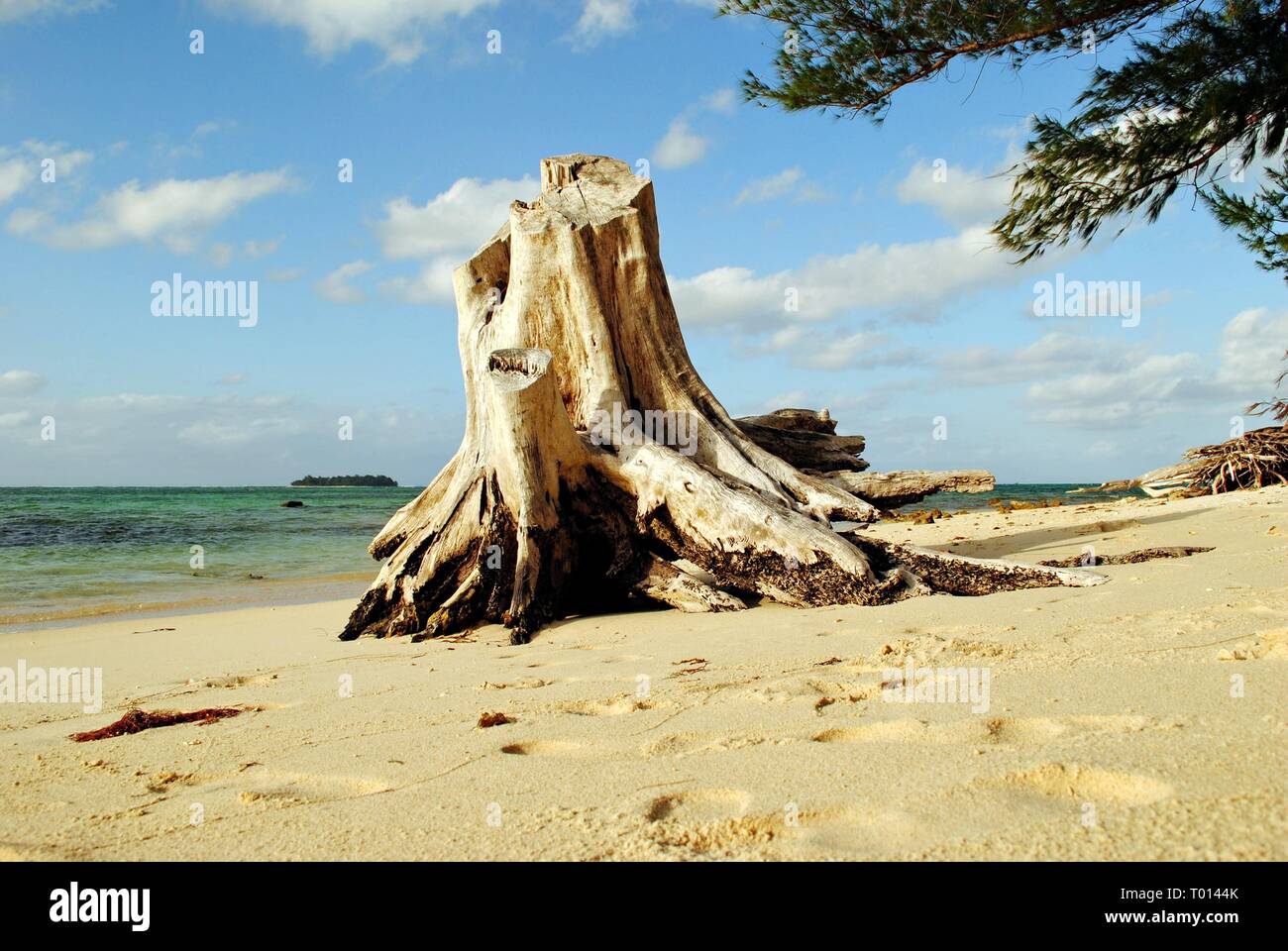 Stump of a dead tree left on the soft white sandy stretch of Micro ...