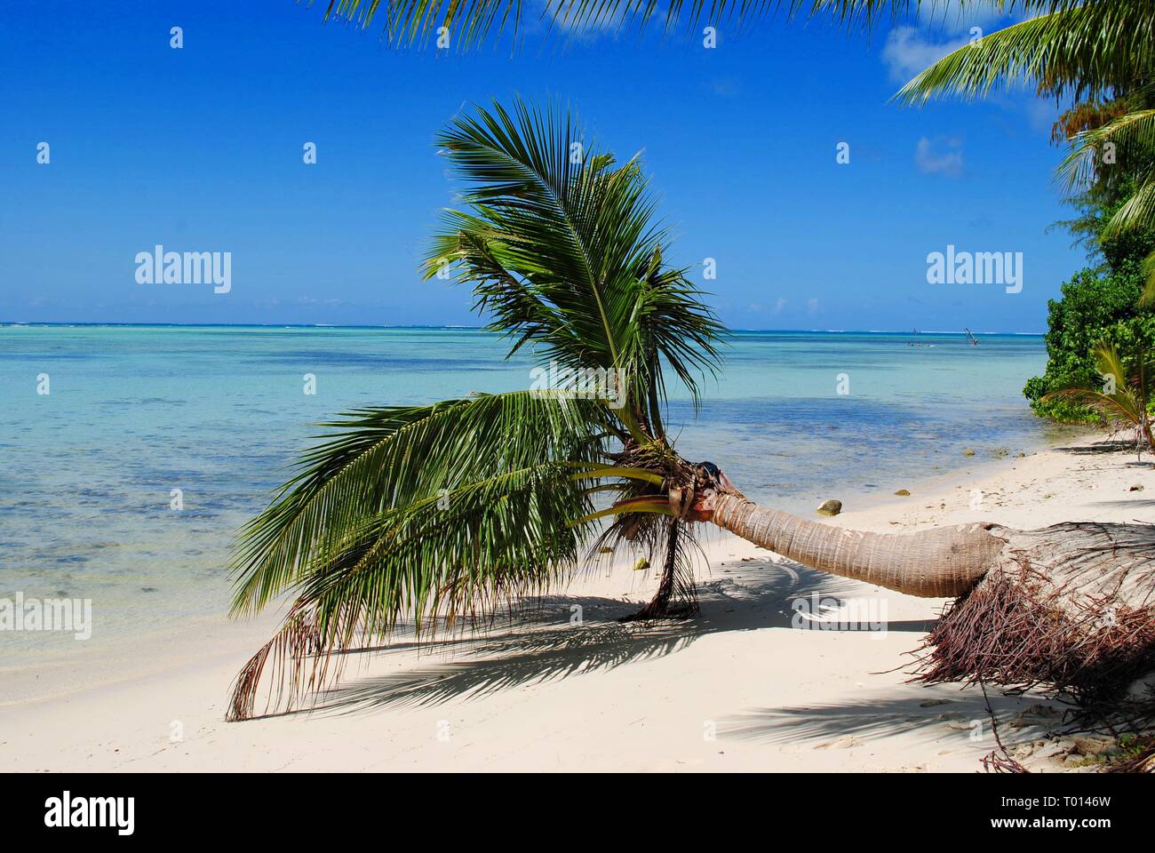 Soft white sandy beach of Micro Beach, Saipan showing a bent coconut ...