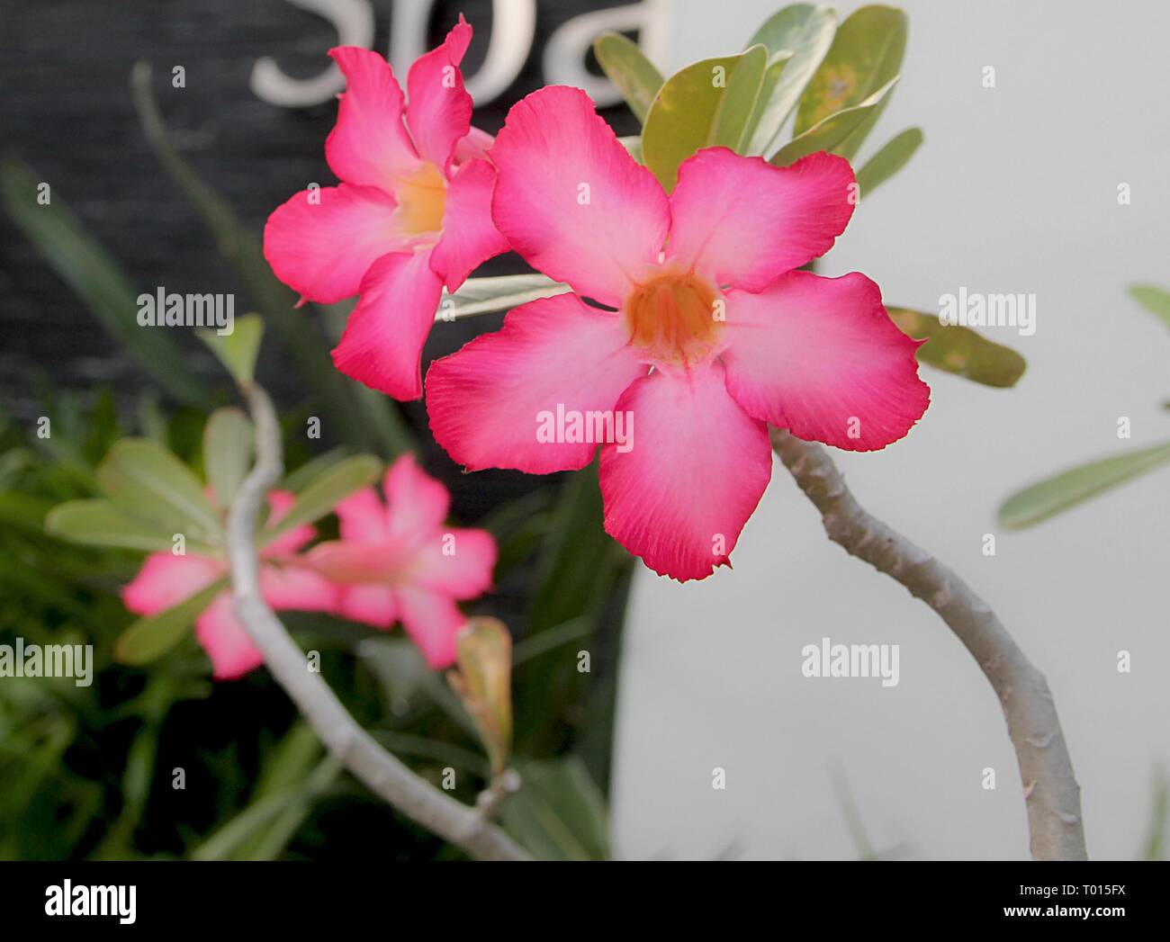 Desert Rose flowers, also known as adenium obesum, mock azalea and ...