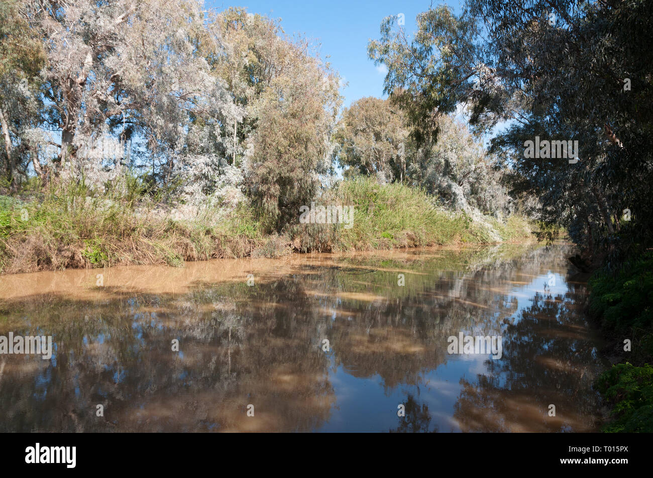 Hadera forest hi-res stock photography and images - Alamy