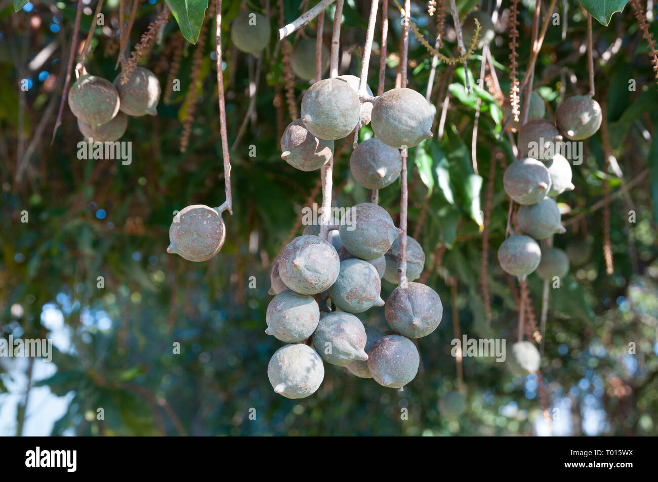 Macadamia tree australia hi-res stock photography and images - Alamy