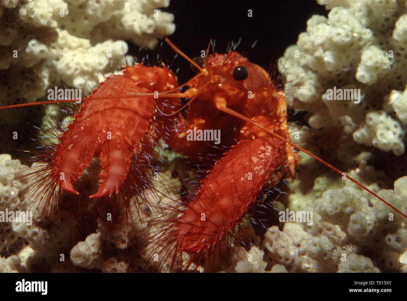 Hawaiian or Red reef or Hairy reef lobster (Enoplometopus occidentalis ...