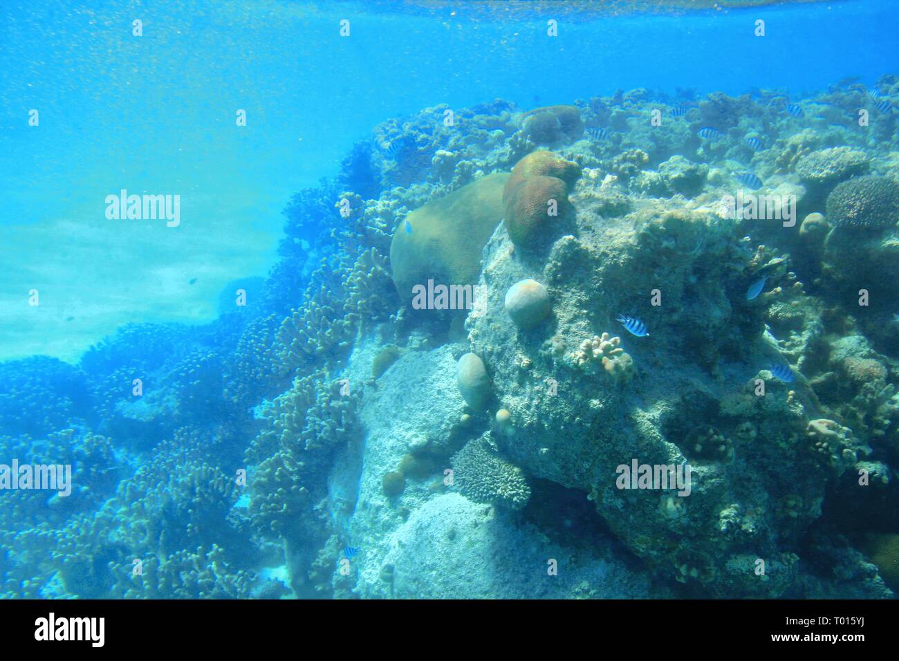 Tigerfish hi-res stock photography and images - Alamy