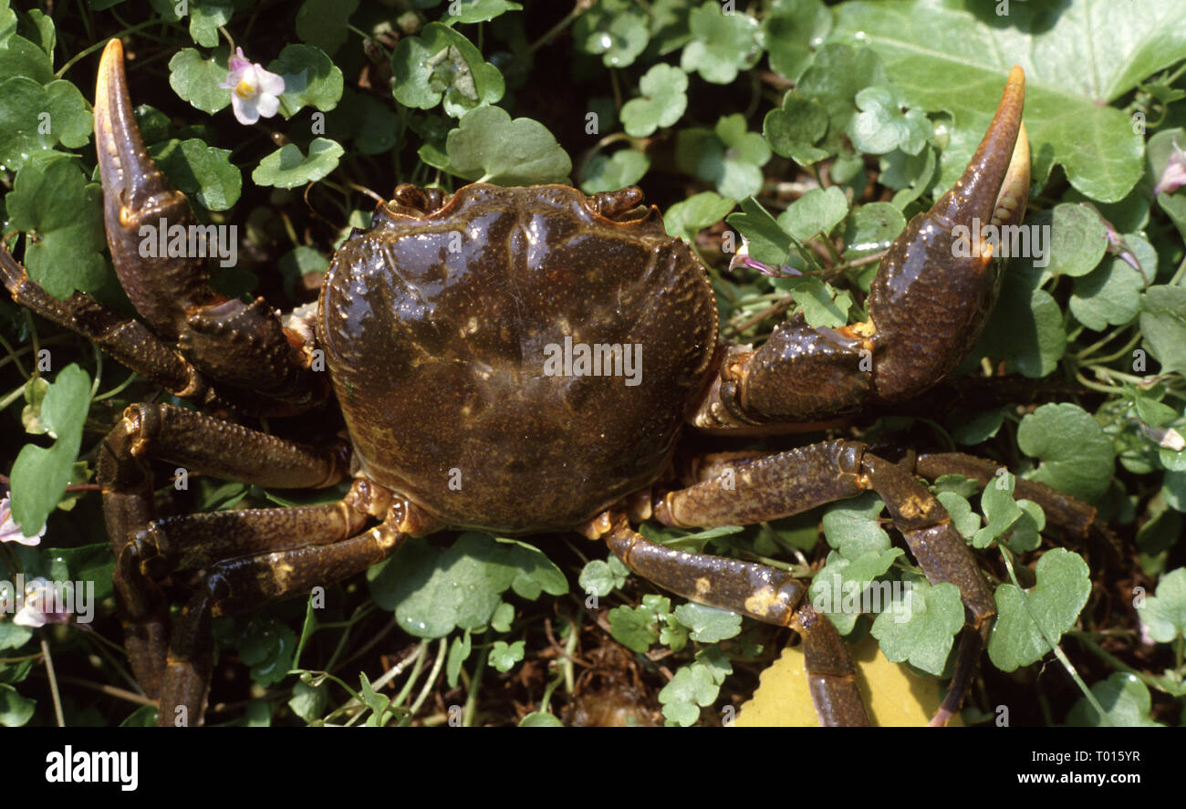 Common or European freshwater crab (Potamon fluviatile Stock Photo - Alamy