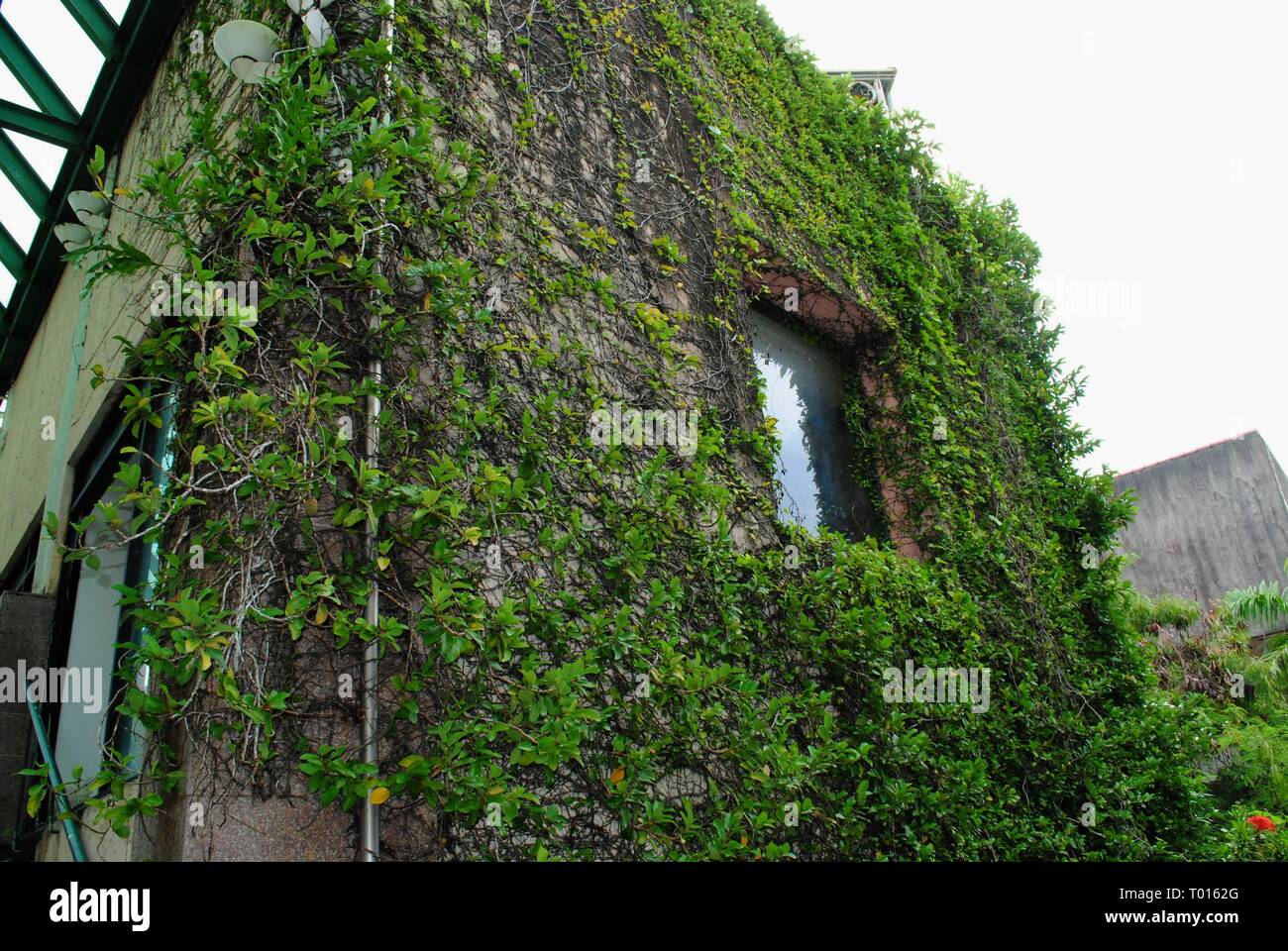 Part of an abandoned building with walls covered by fresh green grass ...