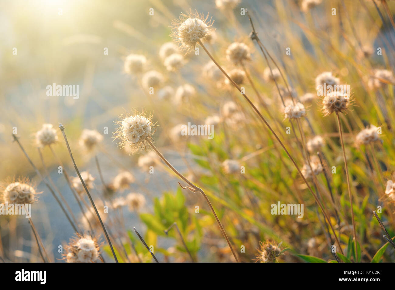Sunset light through thorn or bur flowers and green grass Stock Photo ...