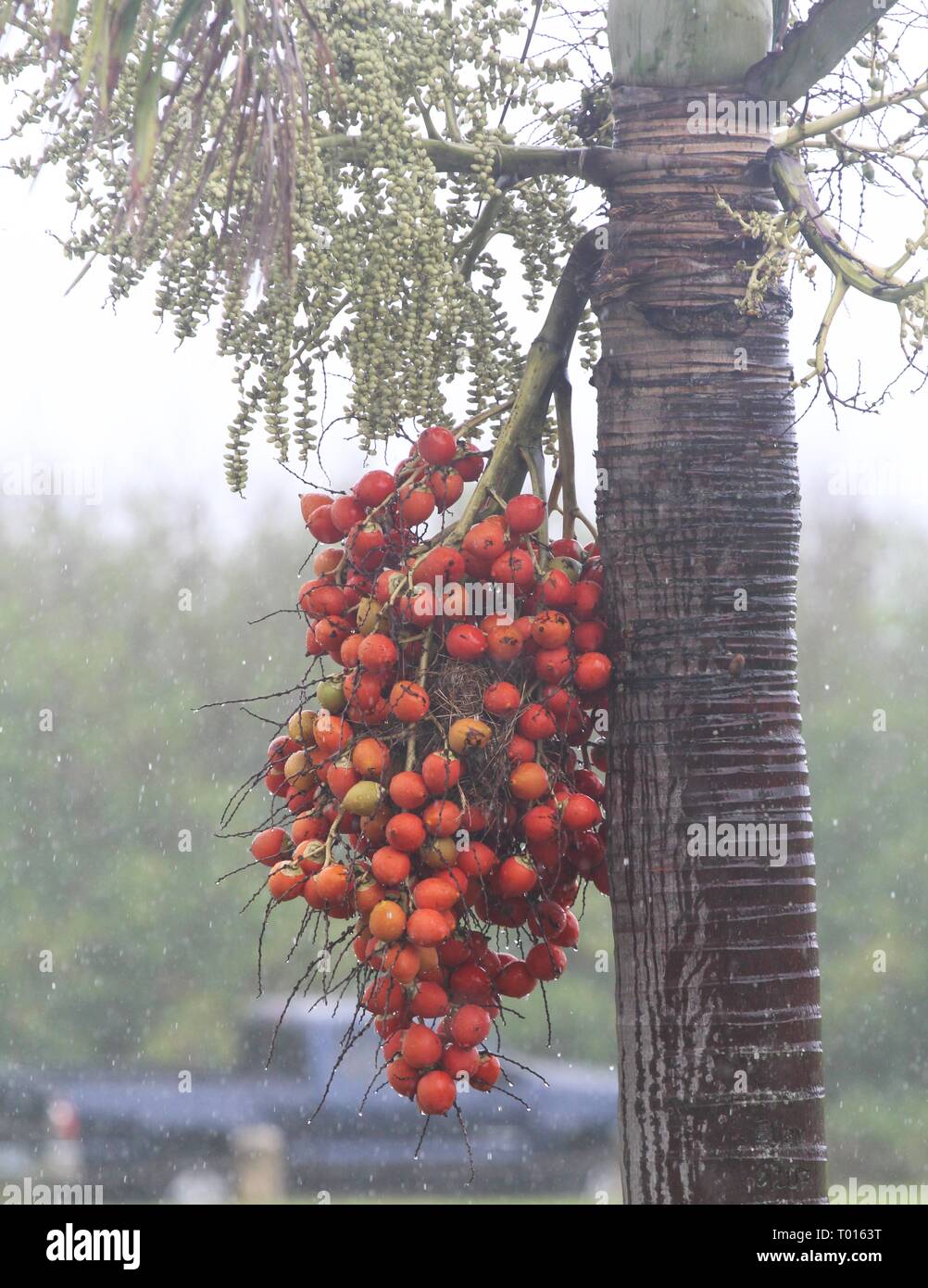Betelnut tree hi-res stock photography and images - Alamy