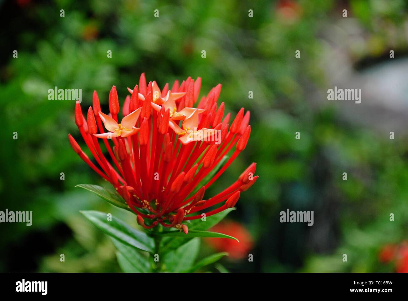 Ixora coccinea flower cluster hi-res stock photography and images - Alamy