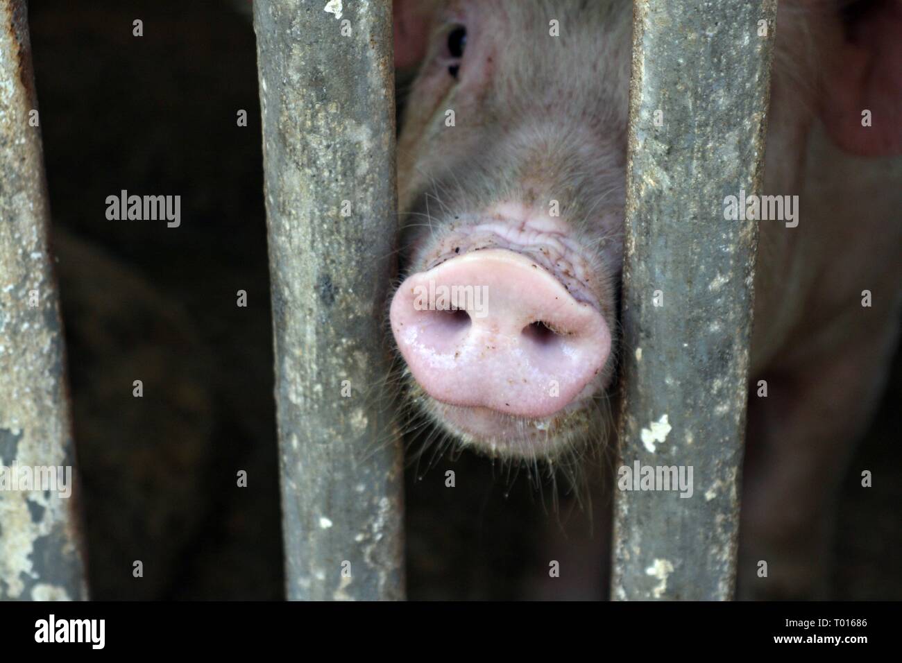 A pig’s snout pushing out from in between the steel bars of a pigsty ...