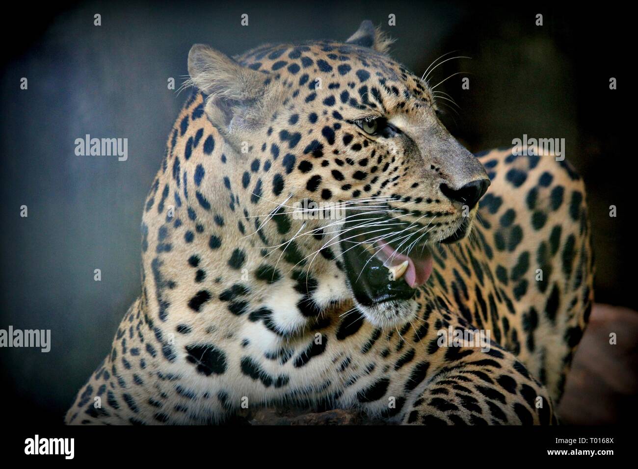 Leopard showing fangs hi-res stock photography and images - Alamy