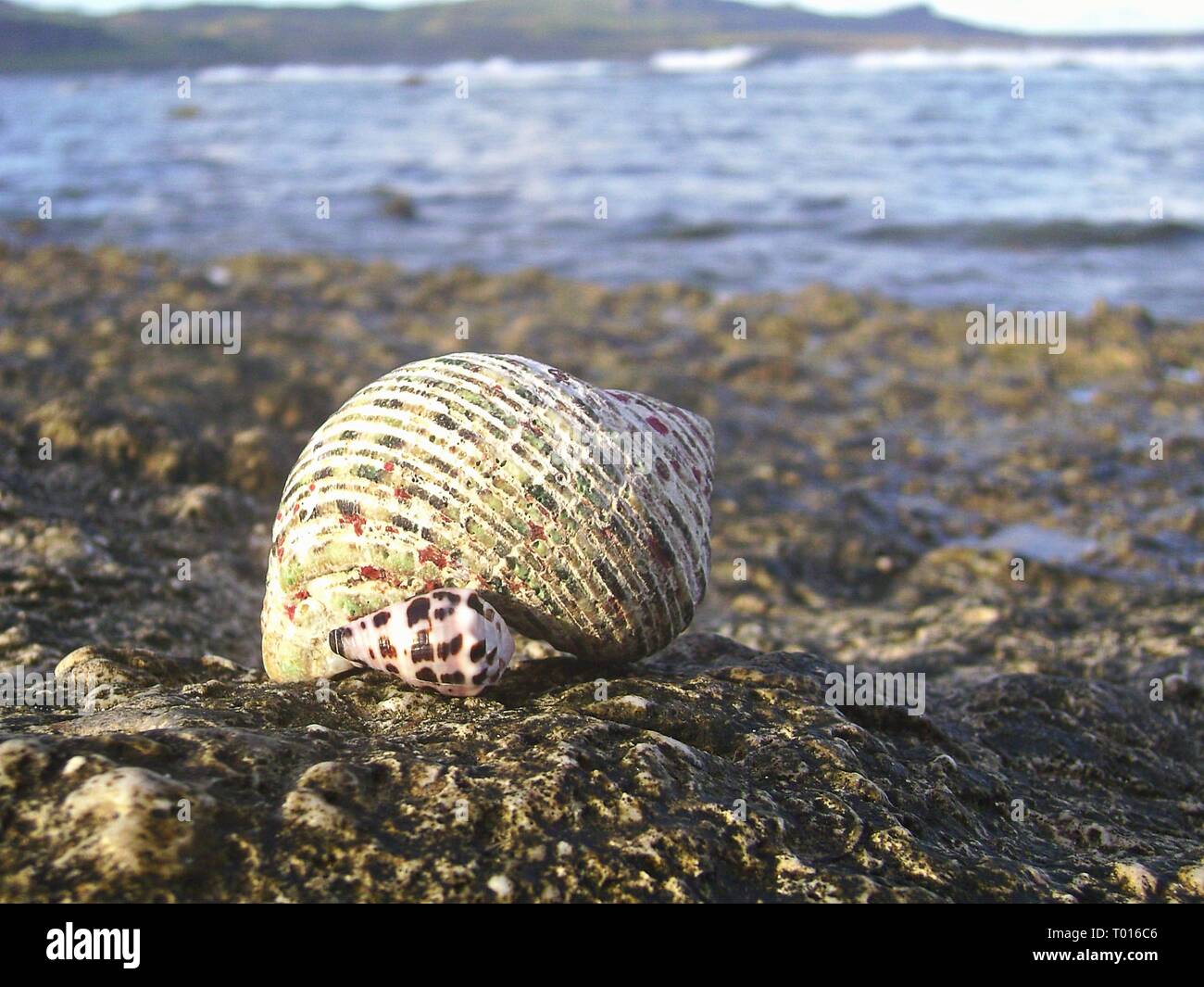 Big and small shells on top of a rock at the beach Stock Photo - Alamy