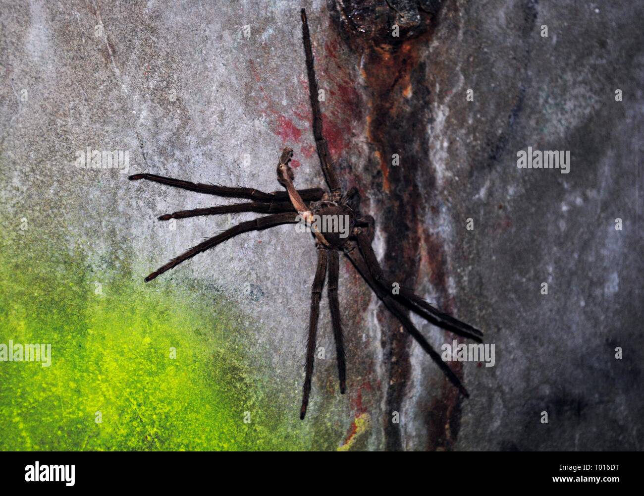 Big black spider crawling up a rusty concrete wall Stock Photo - Alamy