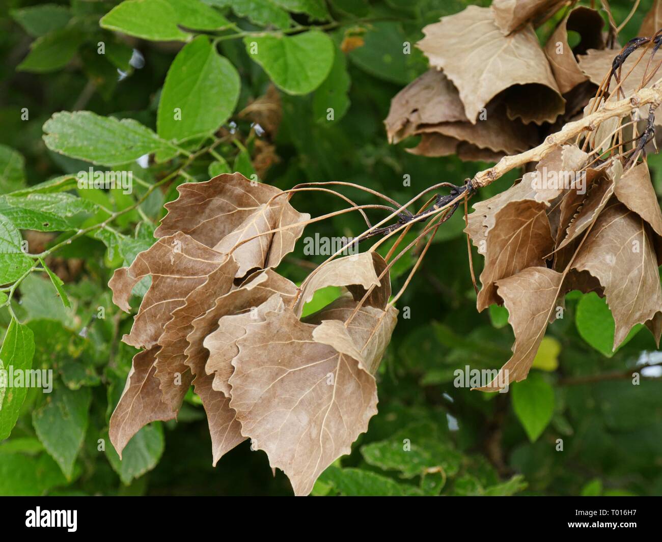 A branch of dried leaves among live green leaves hanging in a tree ...
