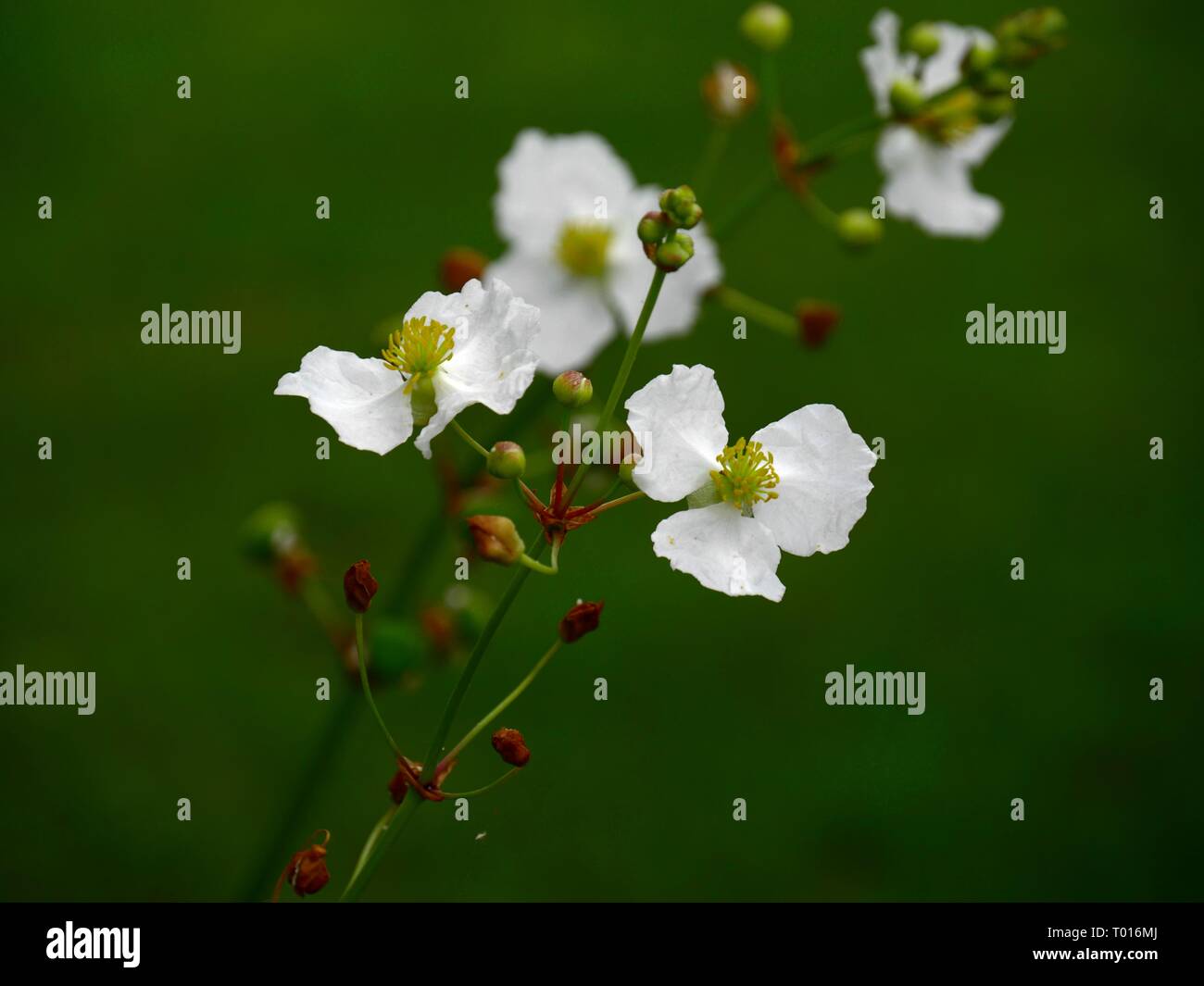 Two arrowhead flowers in a stem, with other flowers in blurry ...